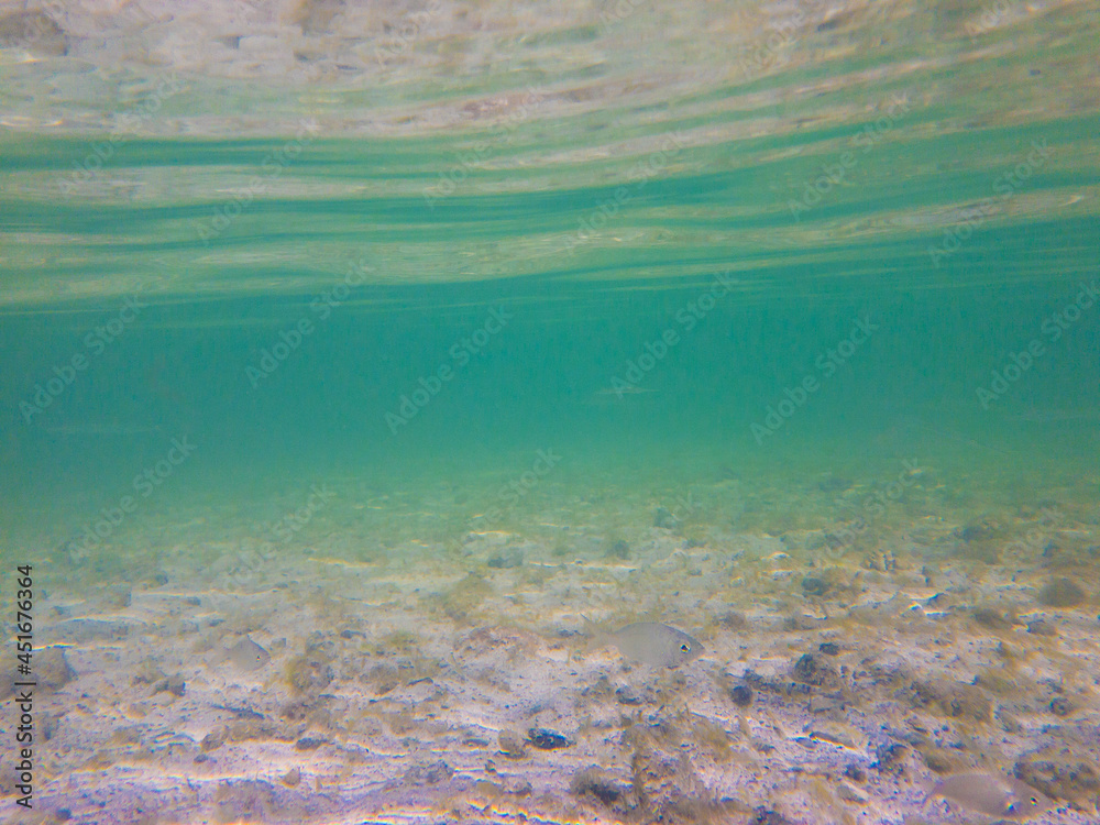 Tropical Salt water fish swim in the shallow waters off the Florida ...