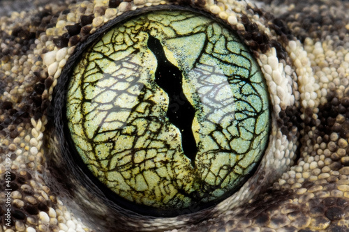 Vorax Gecko or giant Halmaheran gecko closeup eyes, animal closeup ...