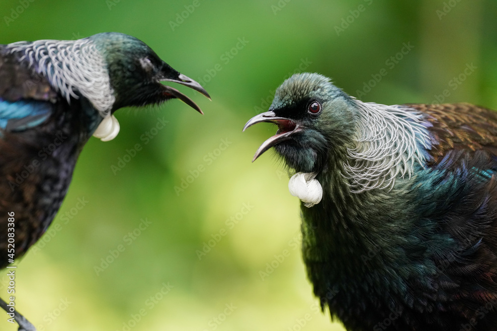 Close-up two Tui Birds singing in New Zealand Stock Photo | Adobe Stock