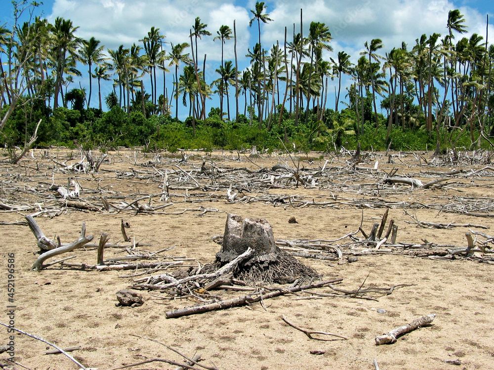 After a hurricane - remnants of coconut forest on a tropical island ...