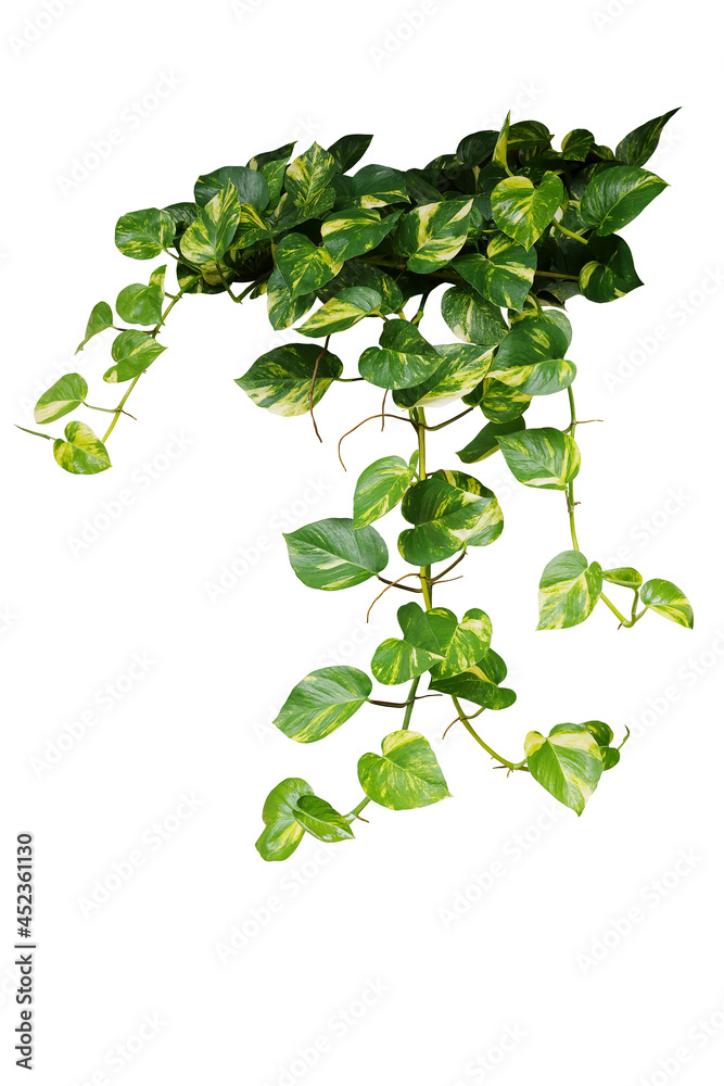 Heart shaped green variegated leave hanging vine plant bush of devil’s ...