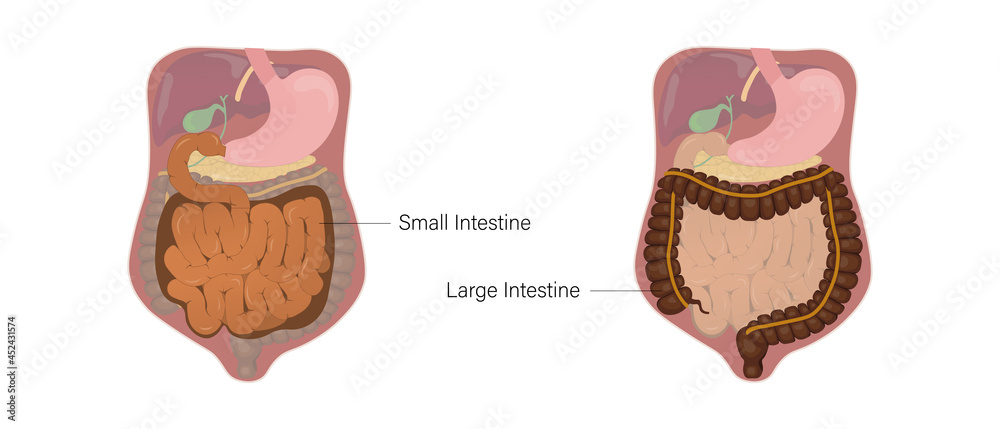 Anatomy of human intestines vector. Small and Large intestine. Human ...