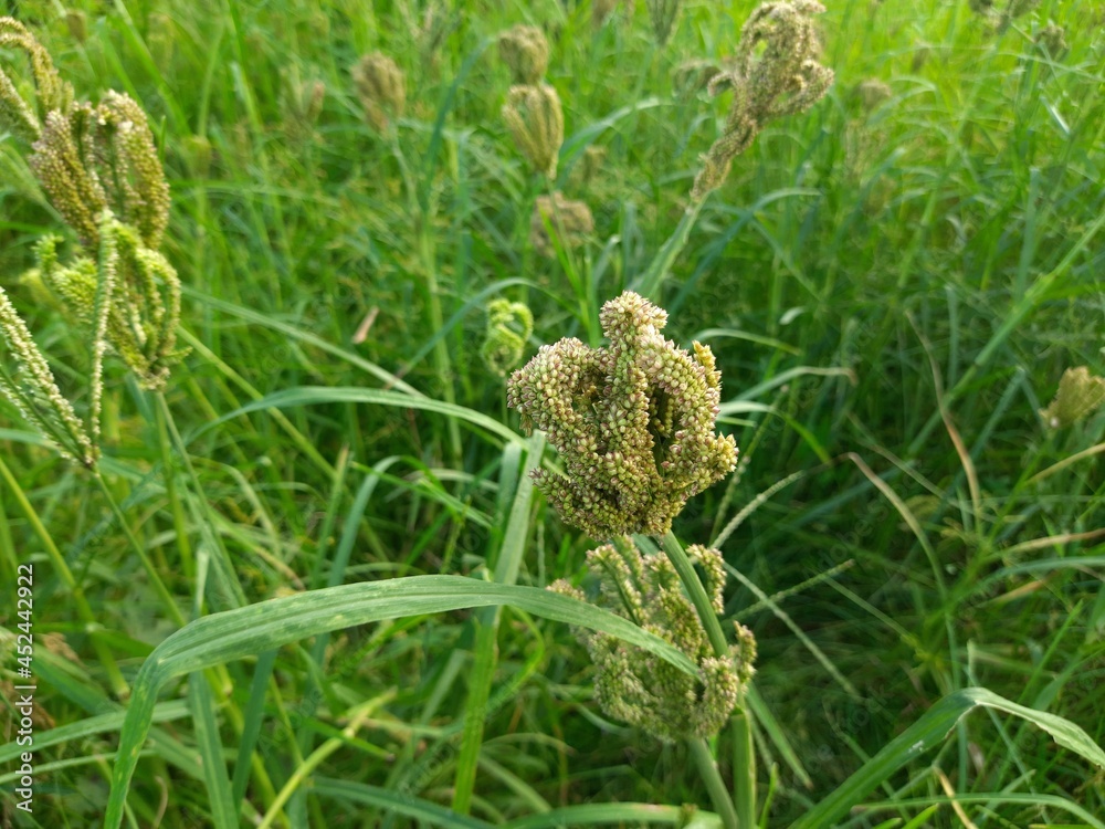 Photo Stock Eleusine coracana or finger millet plants. It is called ...