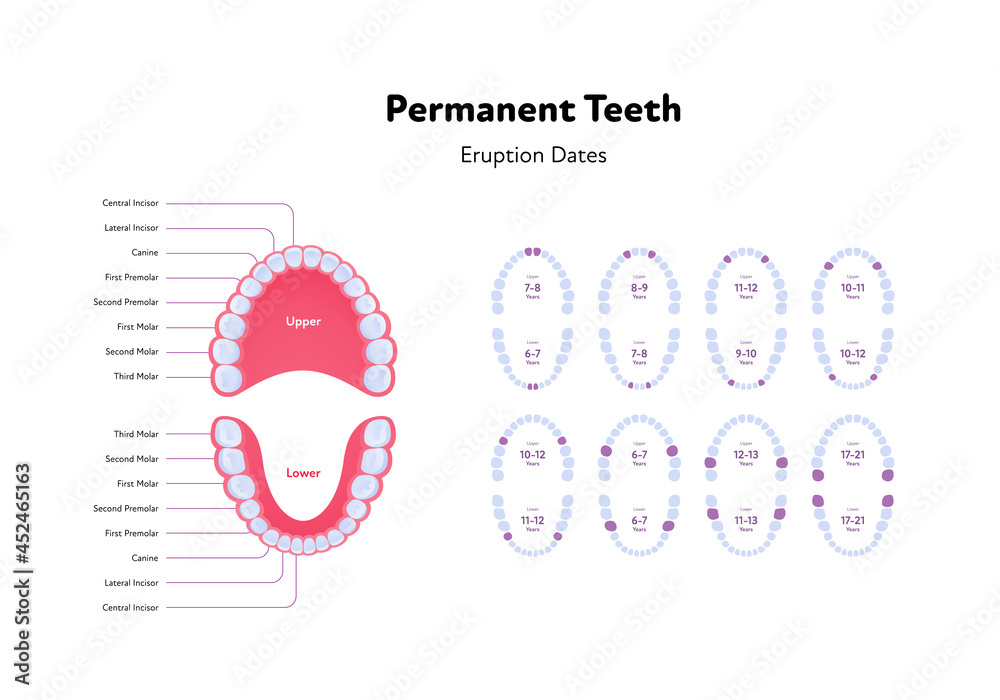 Dental jaw and tooth anatomy chart. Vector biomedical illustration ...