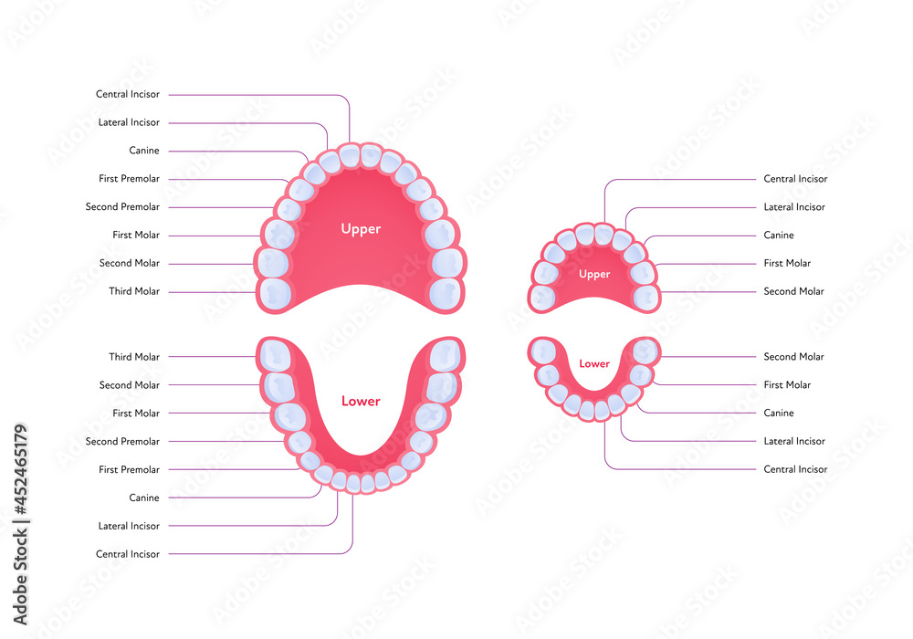 Dental jaw and tooth anatomy chart. Vector biomedical illustration ...