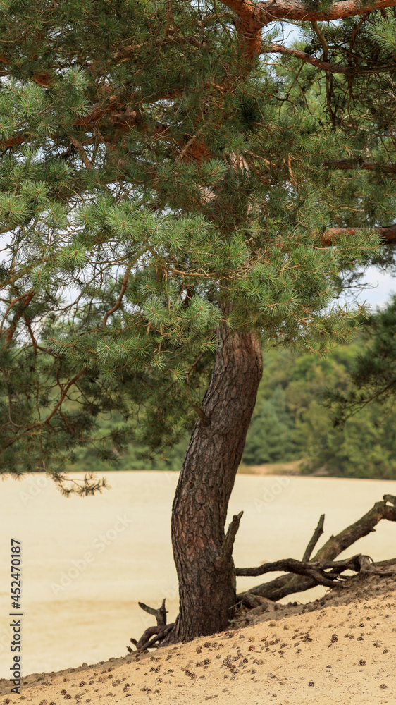Solitary pine tree on a hillside slope at the edge of the Soesterduinen ...