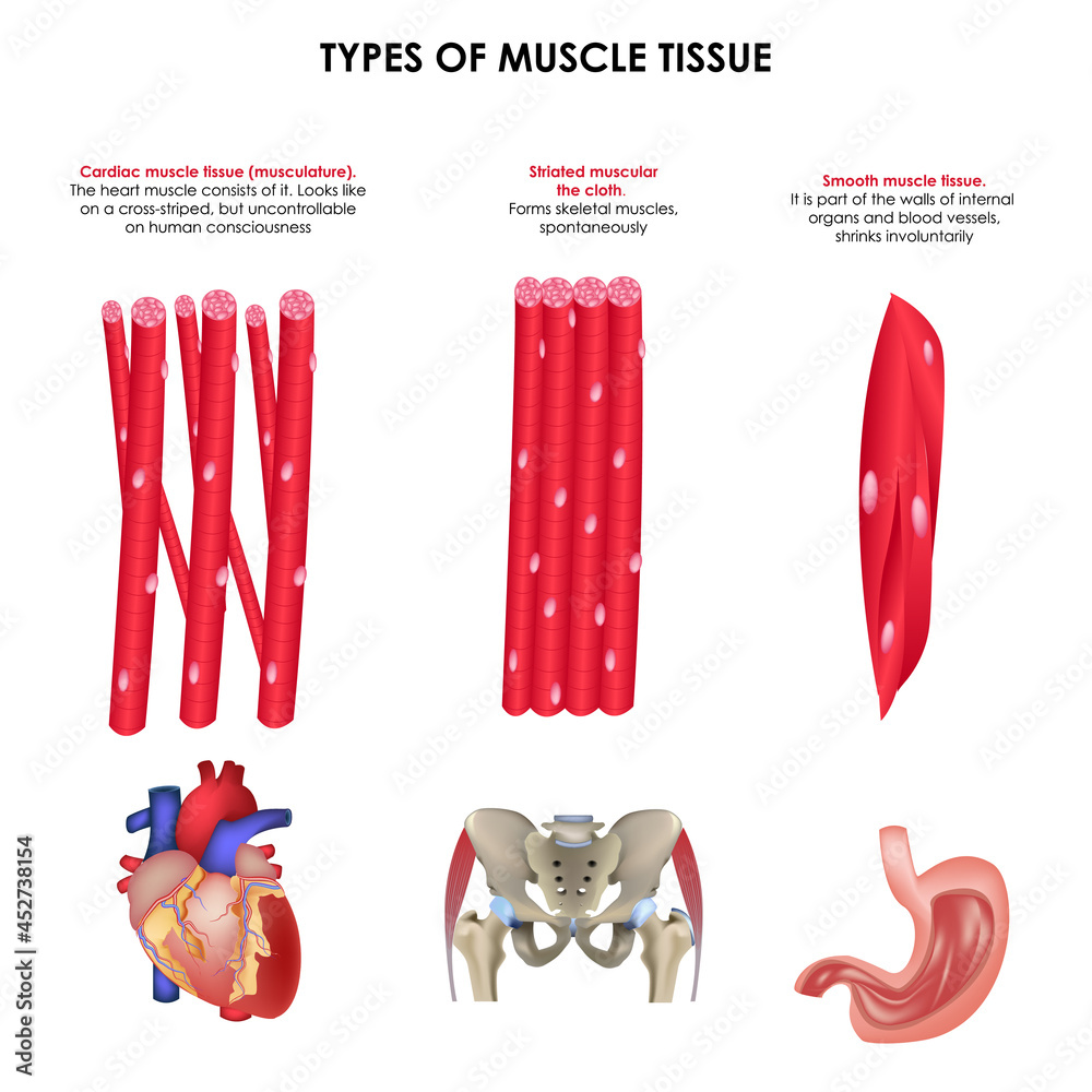 Types of muscle tissue. Realistic medical illustration. Stock Vector ...
