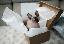 Sphynx Hairless Cat Illustration Free Stock Photo - Public Domain Pictures