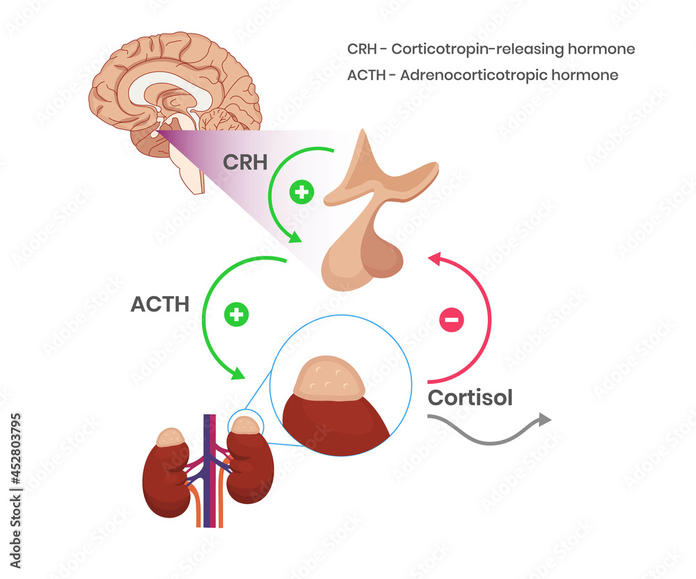 Vector de Stock Hypothalamic–pituitary–adrenal axis physiology illustration. Cortisol production ...