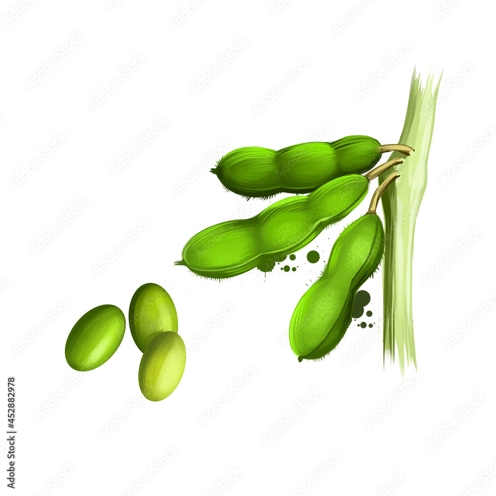Ilustrace Soy beans isolated on white. Glycine max, commonly known as ...