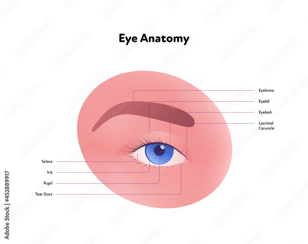 Human eye anatomy and vision medical infographic chart. Vector ...