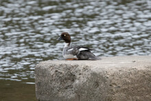 Common Pochard Duck Resting Free Stock Photo - Public Domain Pictures