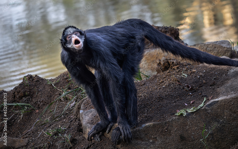 ภาพถ่าย Stock Macaco-aranha-de-cara-branca. Macaco aranha de cara ...