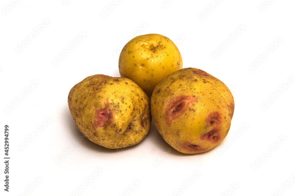 Picasso potato variety for human consumption. Depending on the climatic ...