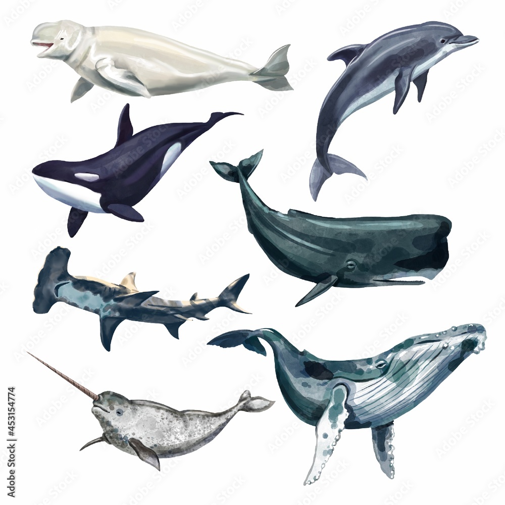 Watercolor whale illustration isolated on white background. Hand ...