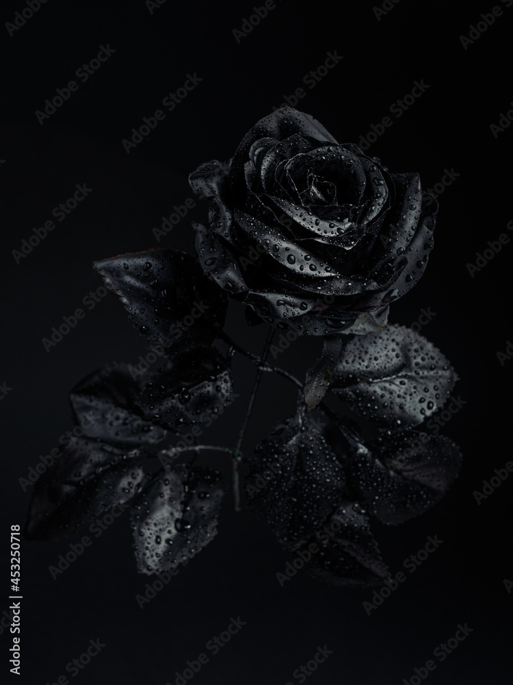 Black Roses Tumblr Background