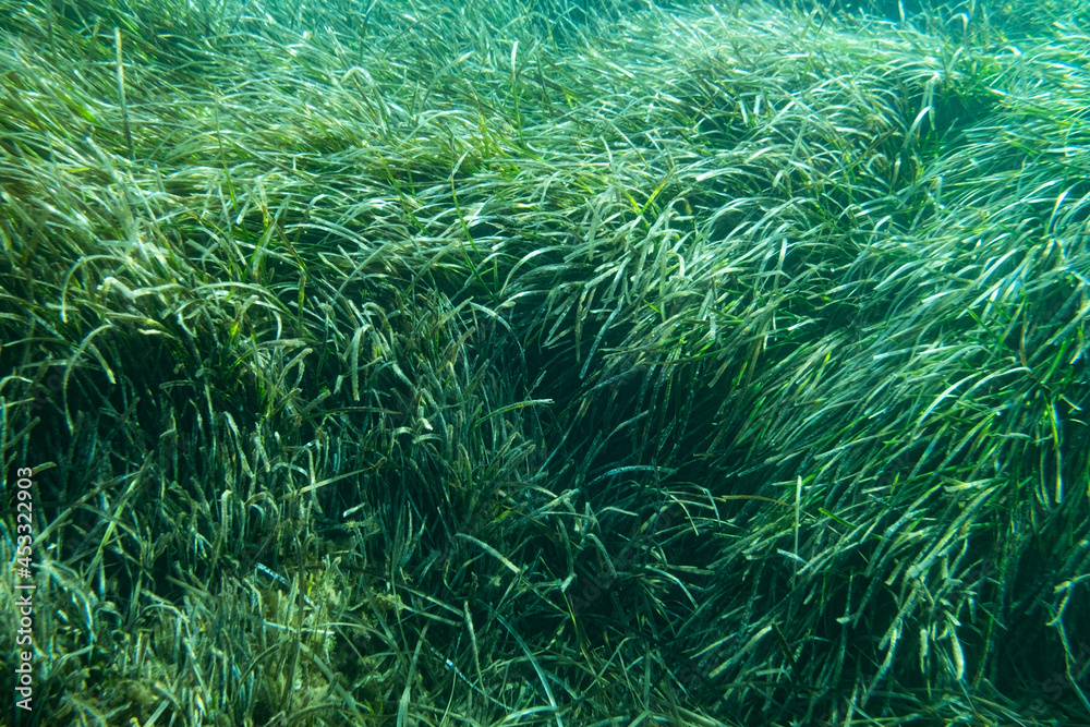 Underwater Posidonia Oceanica seagrass seen in the mediterranean sea ...