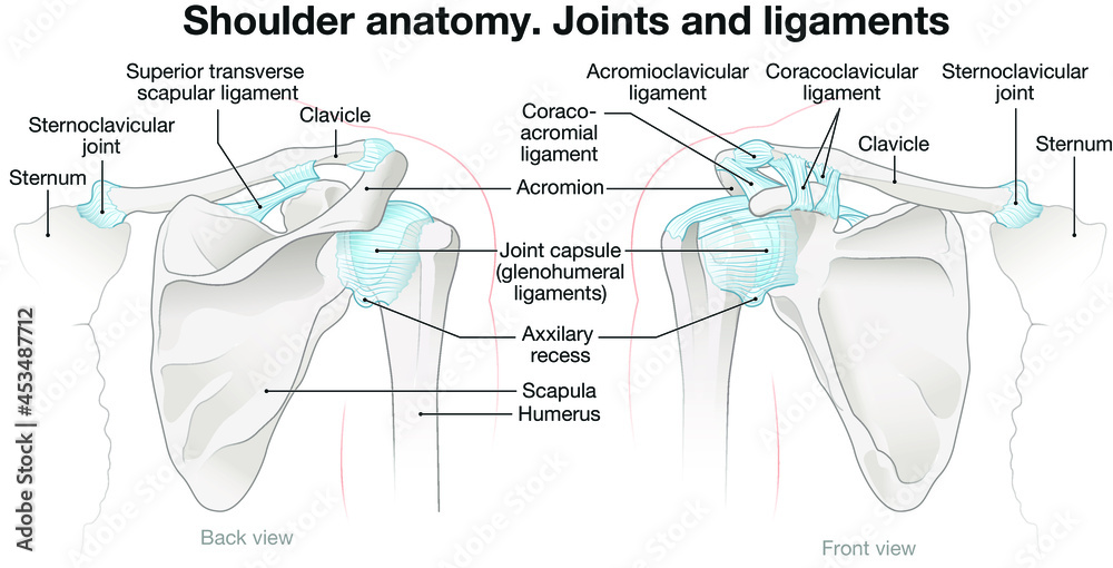 Vector de Stock Shoulder anatomy. Joints and ligaments. Labeled vector ...