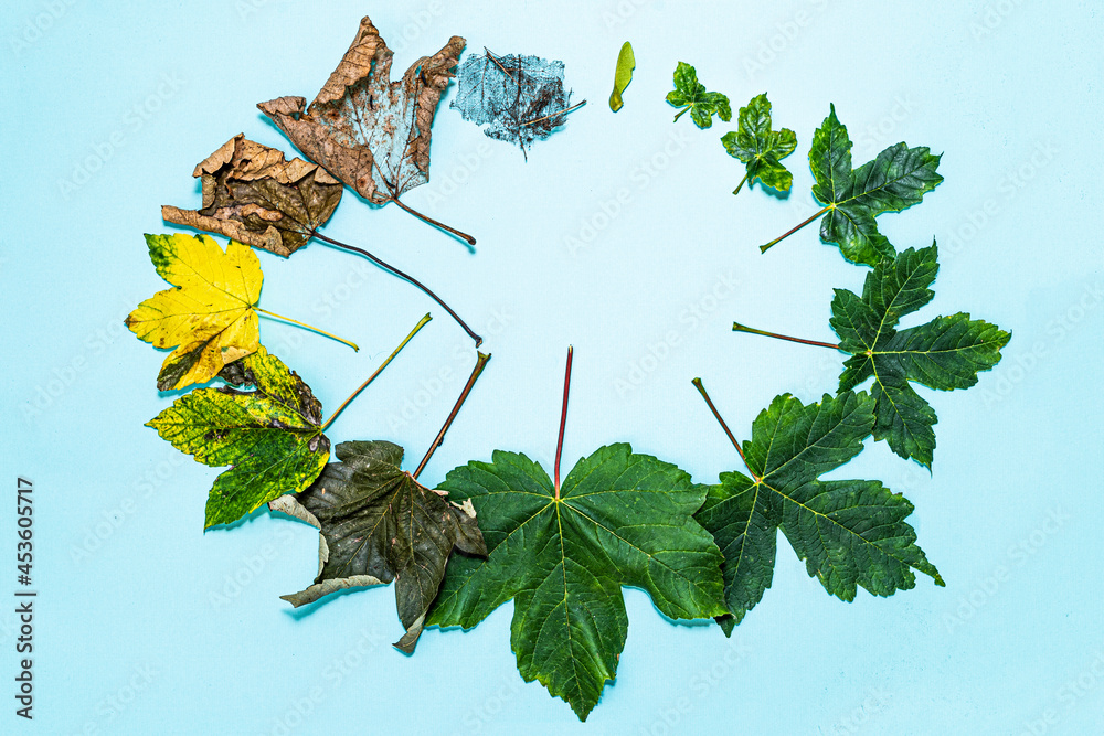 Foto de Stock Leaves from a tree that stands symbols for the circle of ...