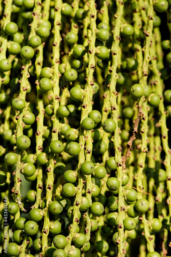 Fan palm or corypha umbraculifera fruits on nature background. Stock ...