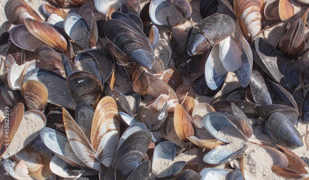 Fotografie Why are sea shells empty?The shells are empty because the ...