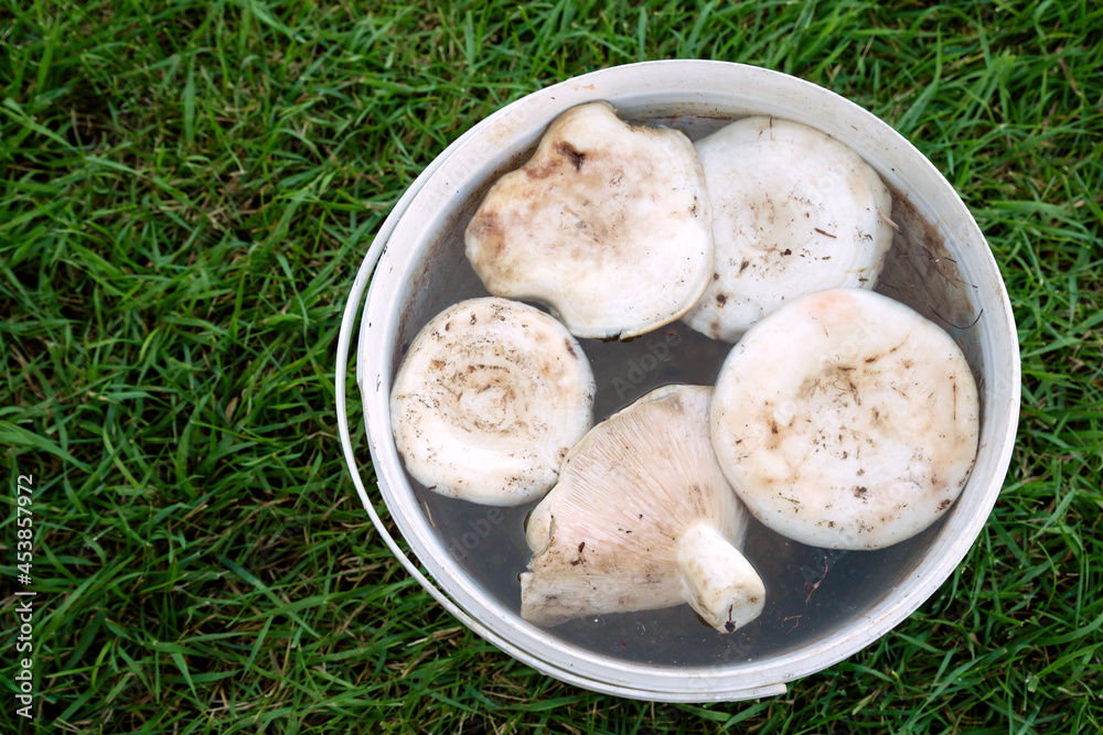 White Lactarius resimus mushroom genus Lactarius family Russulaceae ...