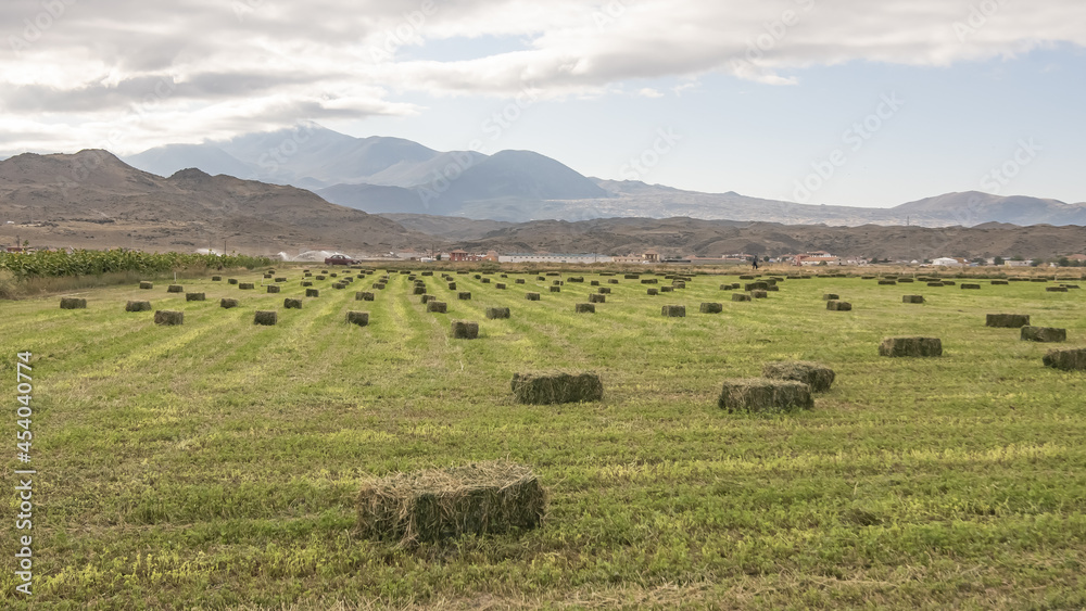 Clover harvesting and green straw bales for farm animal feed in the ...