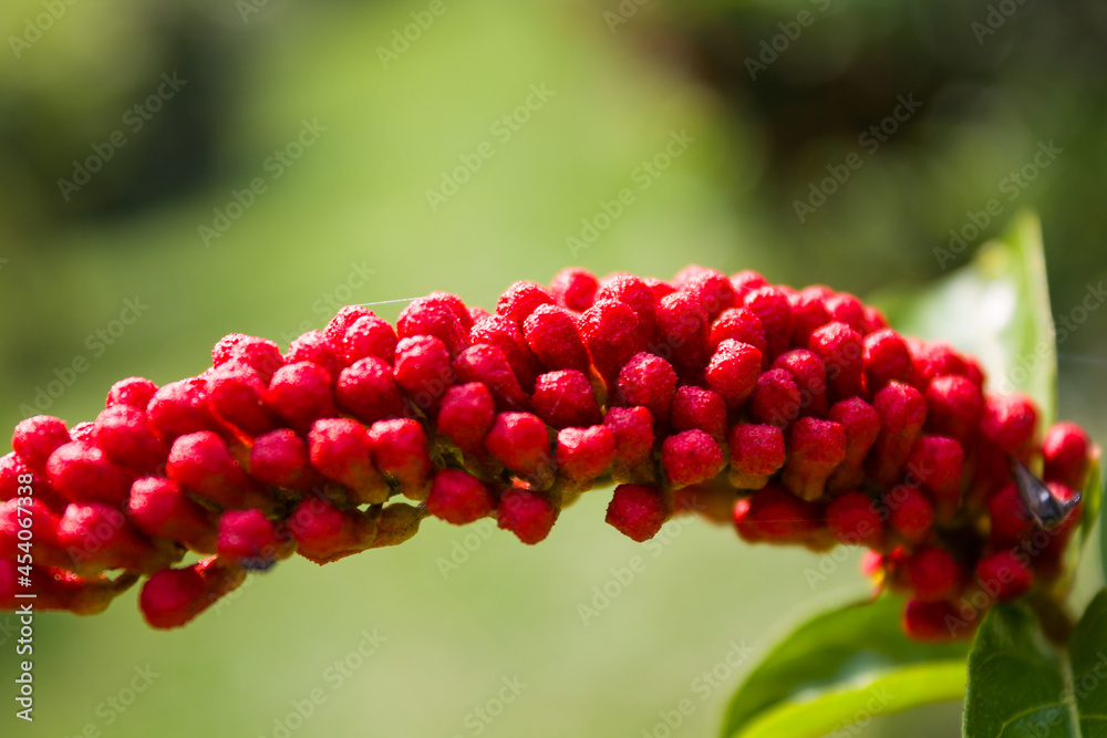 Bokeh,close-up view of Monkey brush vine also called Combretum ...