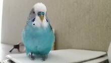 Funny Budgerigar Free Stock Photo - Public Domain Pictures