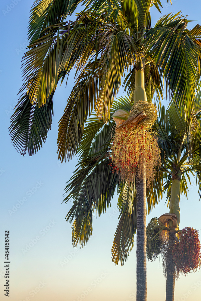 Redf ruit berry seeds growing on a tropical King Palm Tree.Species ...