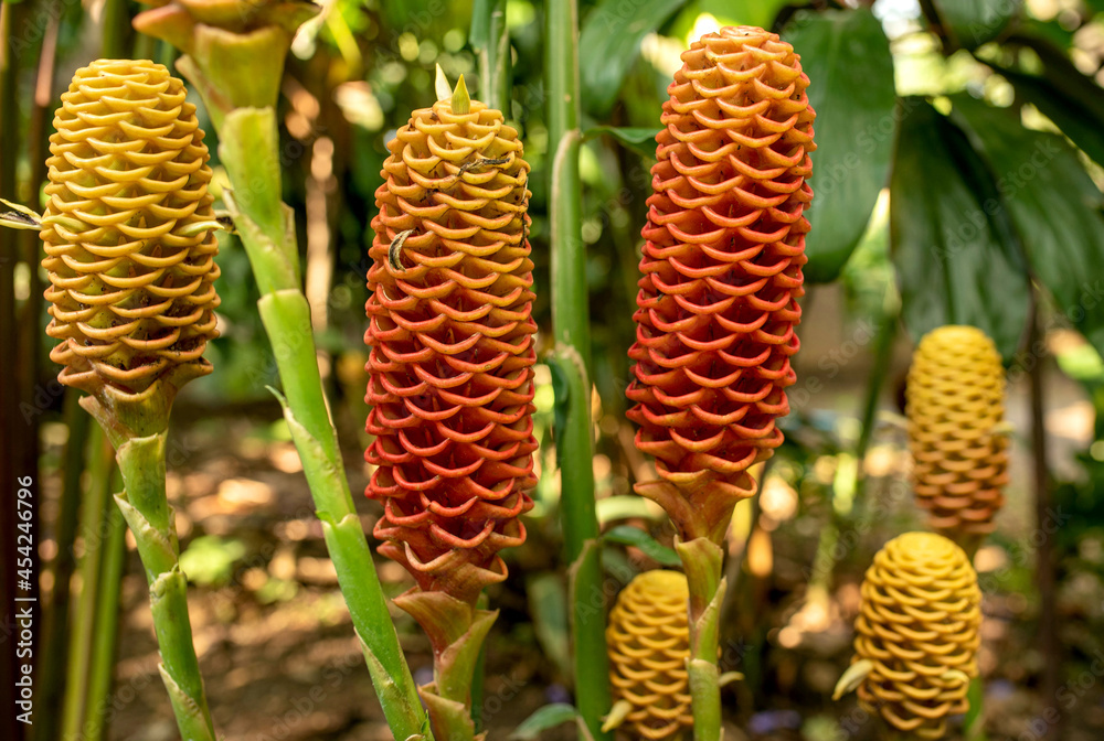 Zingiber zerumbet, speci of the ginger family, also known as maracas ...