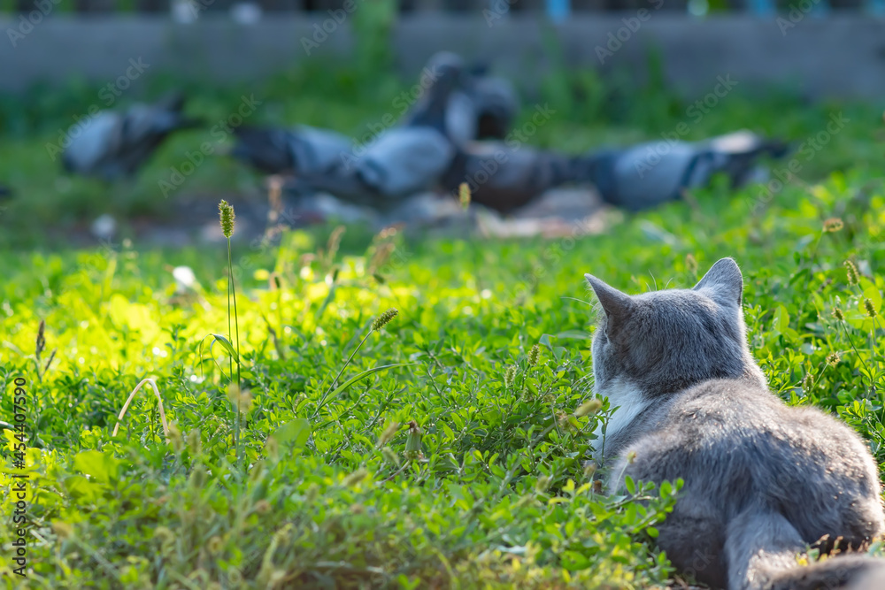 a gray cat, a mixture, a cross between a British breed, lies on the ...