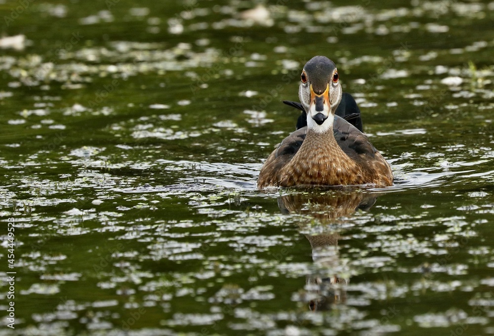 Wood Duck Prefer riparian habitats, wooded swamps and freshwater ...