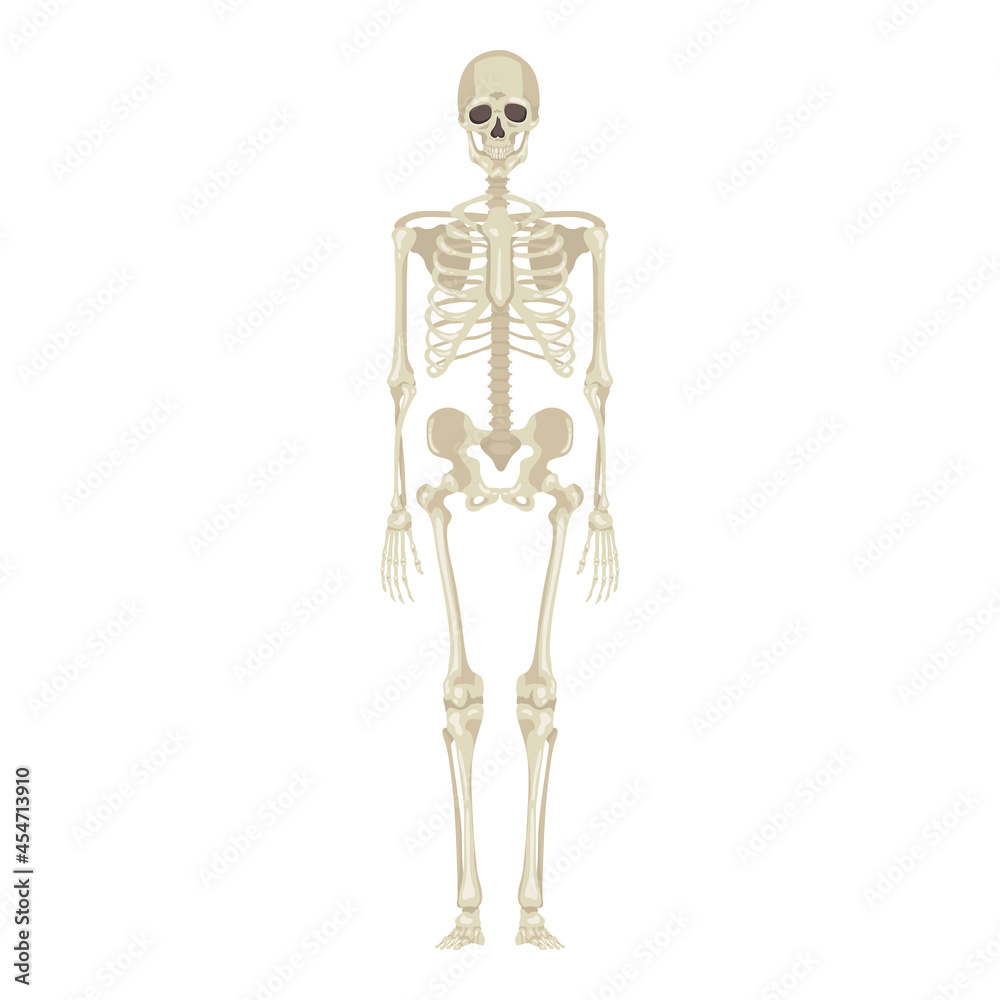 Vector Human Skeleton. Anatomical Illustration Stock Vector | Adobe Stock