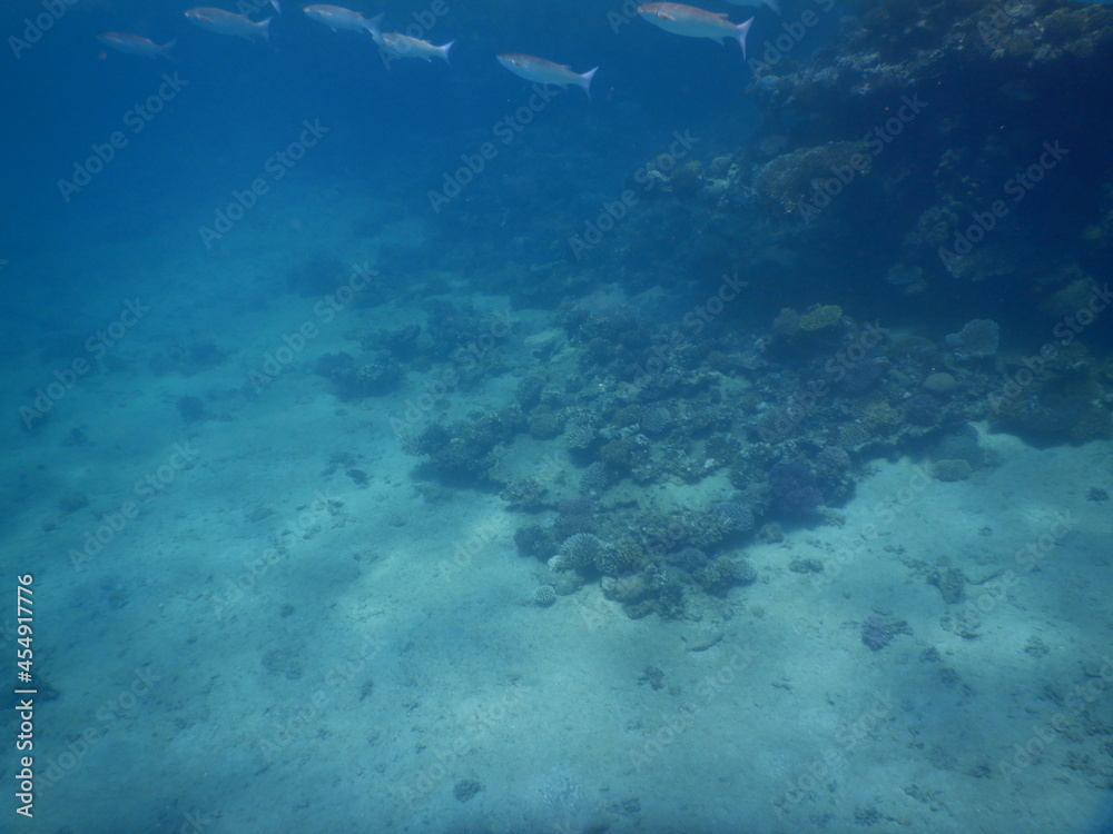 The mullets or grey mullets are a family (Mugilidae) of ray-finned fish ...