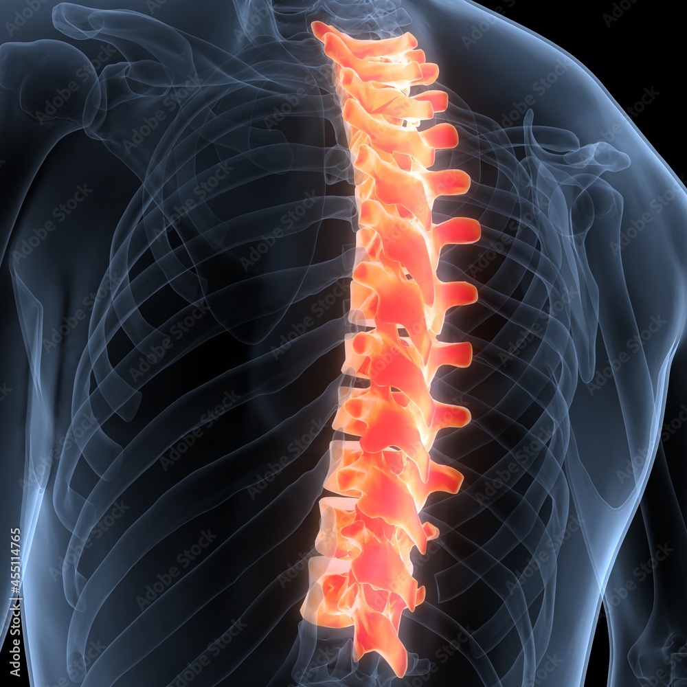 Spinal Cord Vertebral Column Thoracic Vertebrae of Human Skeleton ...