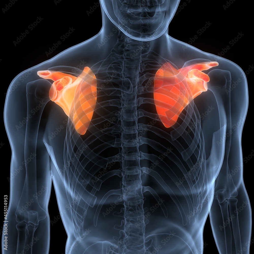 Human Skeleton System Scapula Bone Joints Anatomy Stock Illustration ...