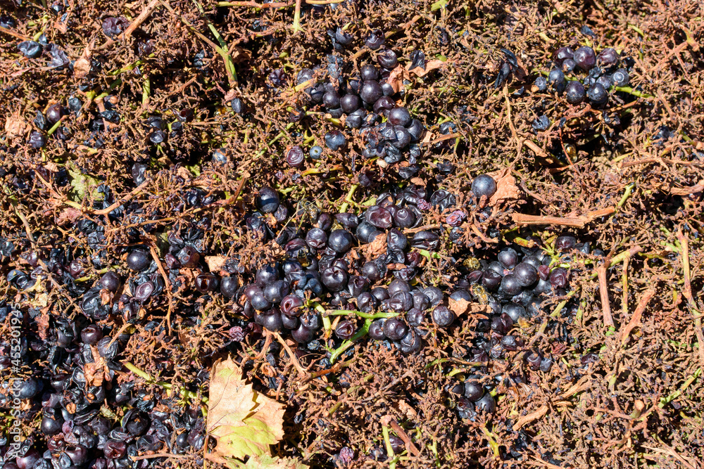 Grape pomace - the solid remains of grapes after pressing for juice and ...