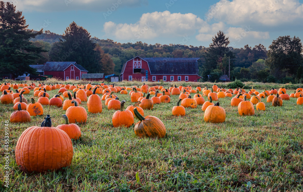 Pumpkins arranged on a farm with red barn in morning dew with fluffy ...