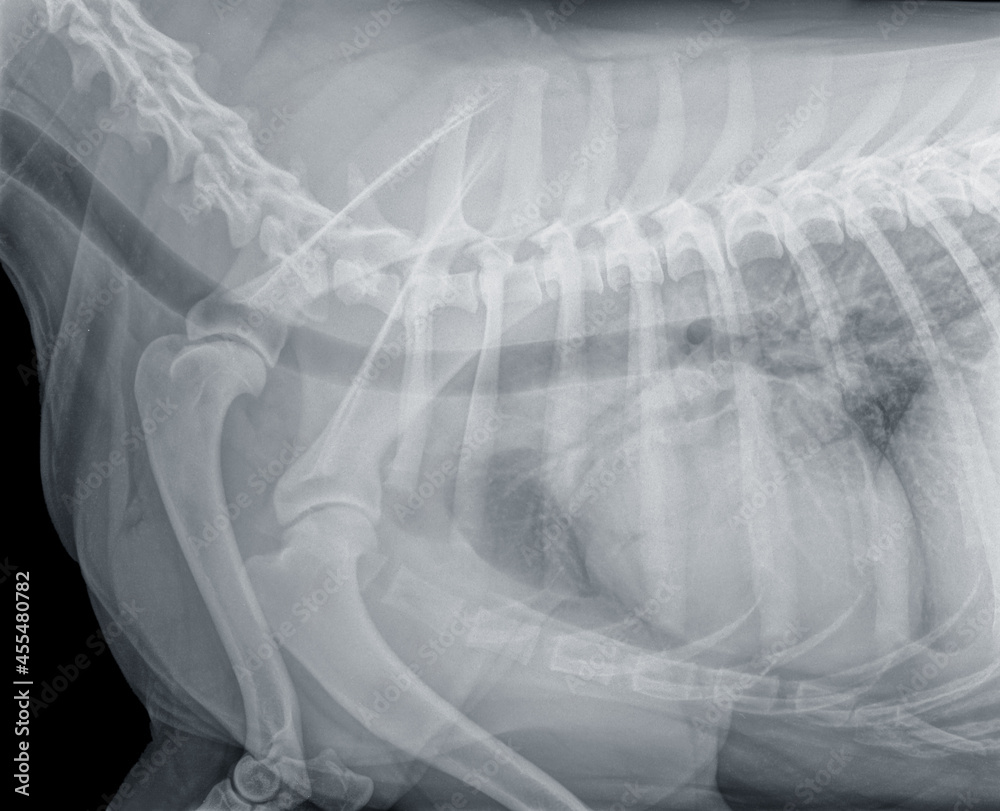 Normal digital x-ray of the forehand of a large dog in side view ...