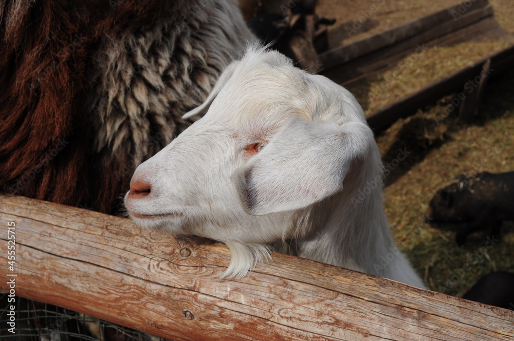 Flap-eared breed goat with long ears covering eyes. White goat in ...