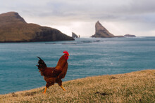 Chicken Pond Free Stock Photo - Public Domain Pictures