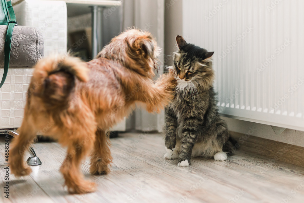 Griffon dog annoys a cat Stock Photo | Adobe Stock