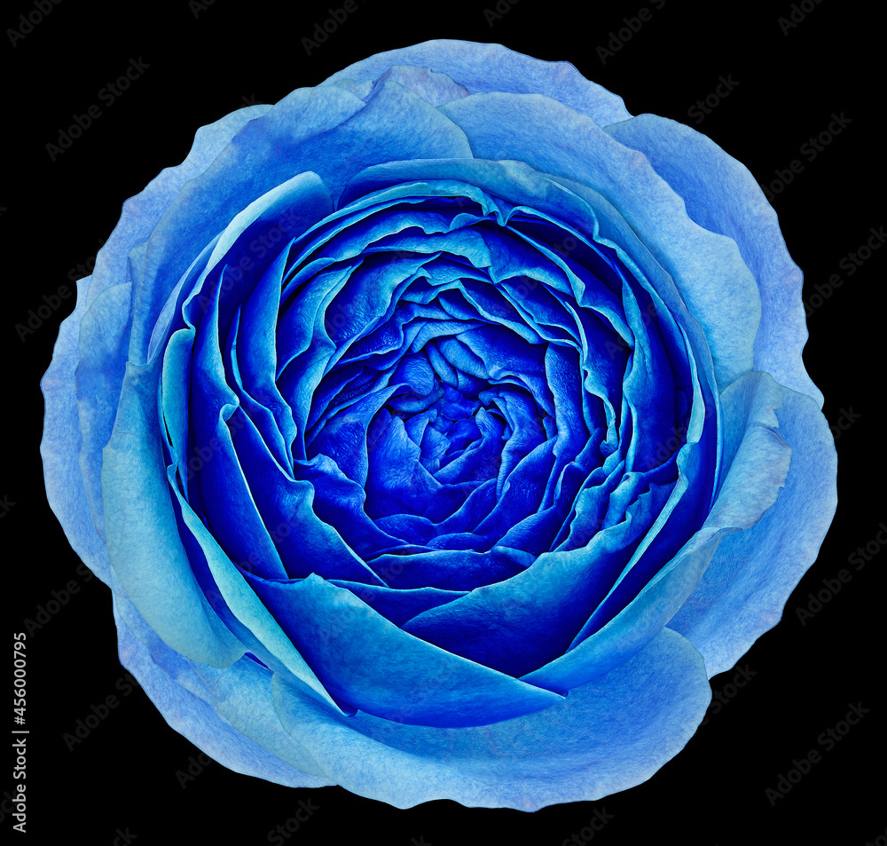 Blue rose flower on black isolated background with clipping path ...