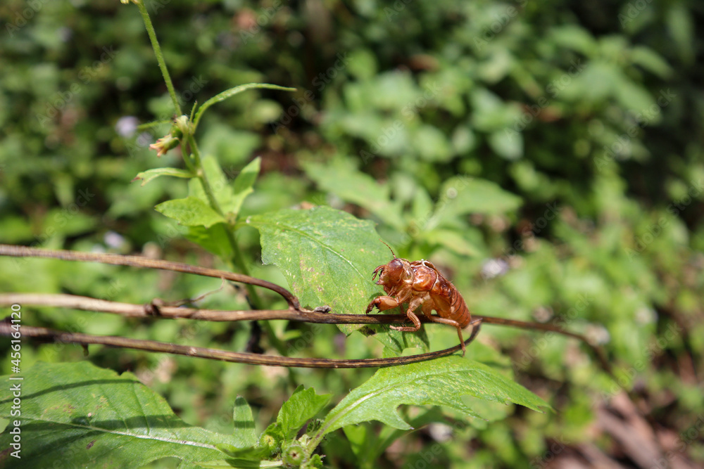 Foto de Stock Shed exoskeleton (exuvia) of a cicada nymph (Order ...