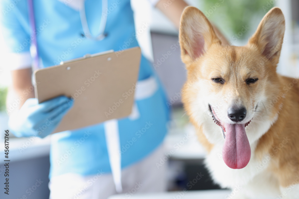 Veterinarian doctor conducts physical examination of dog concept Stock ...