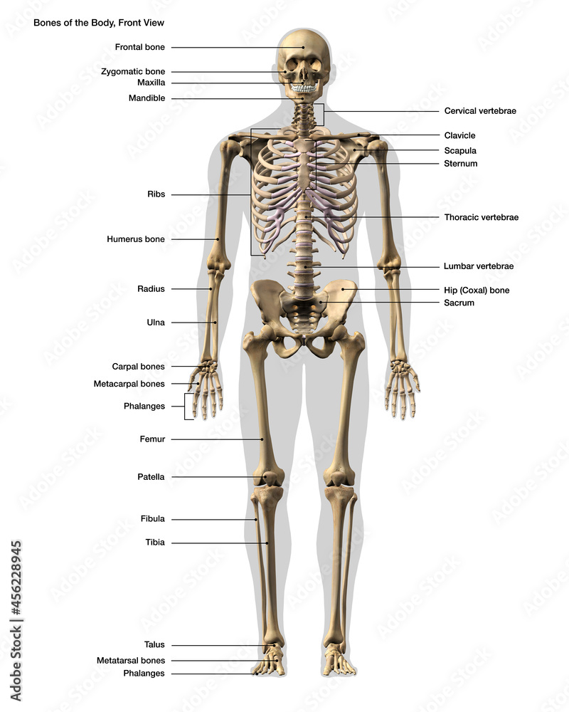 Male Full Body Skeletal System Anterior View with Labeling on White ...