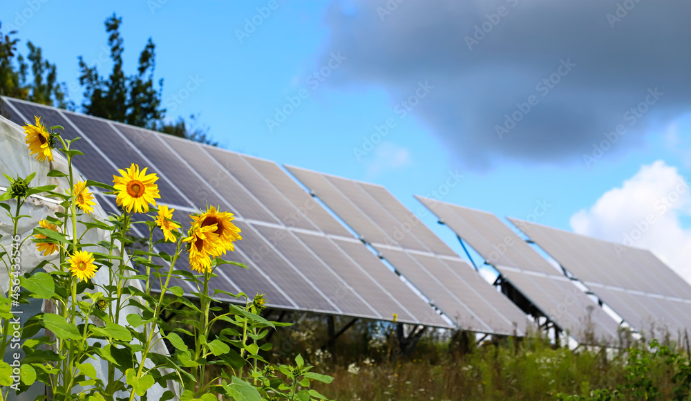 Sunflowers, solar panels Bright yellow sunflower flowers on the ...