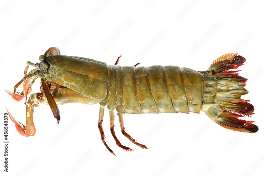 mantis shrimp (Gonodactylus chiragra) from Bohol, Philippines isolated ...