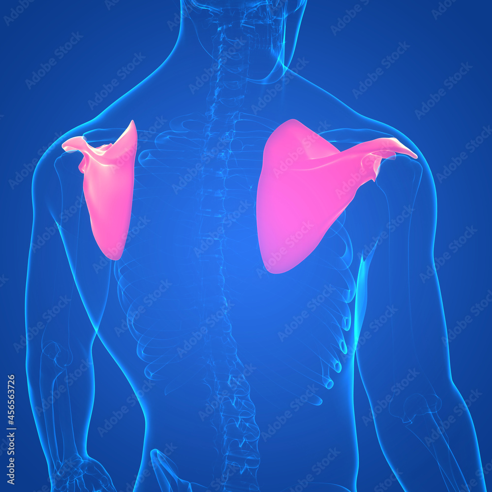 Human Skeleton System Scapula Bone Joints Anatomy Stock Illustration ...